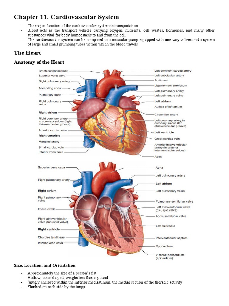 Chapter 11. Cardiovascular-System | PDF | Heart | Heart Valve