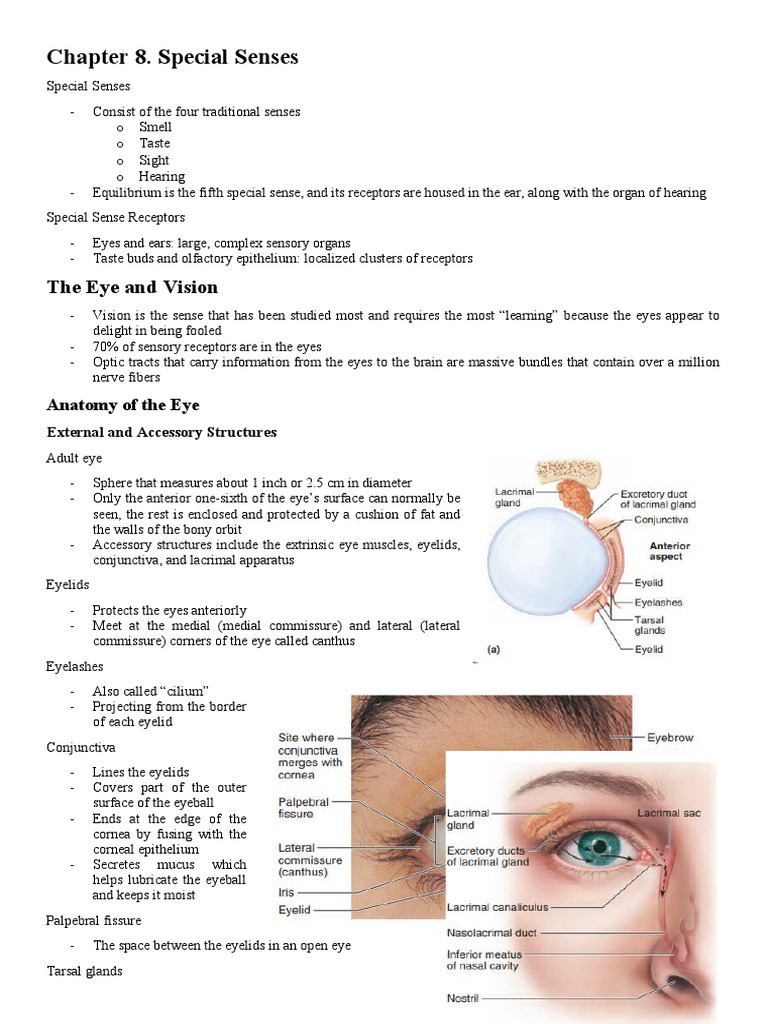 Chapter 8. Special-Senses | PDF