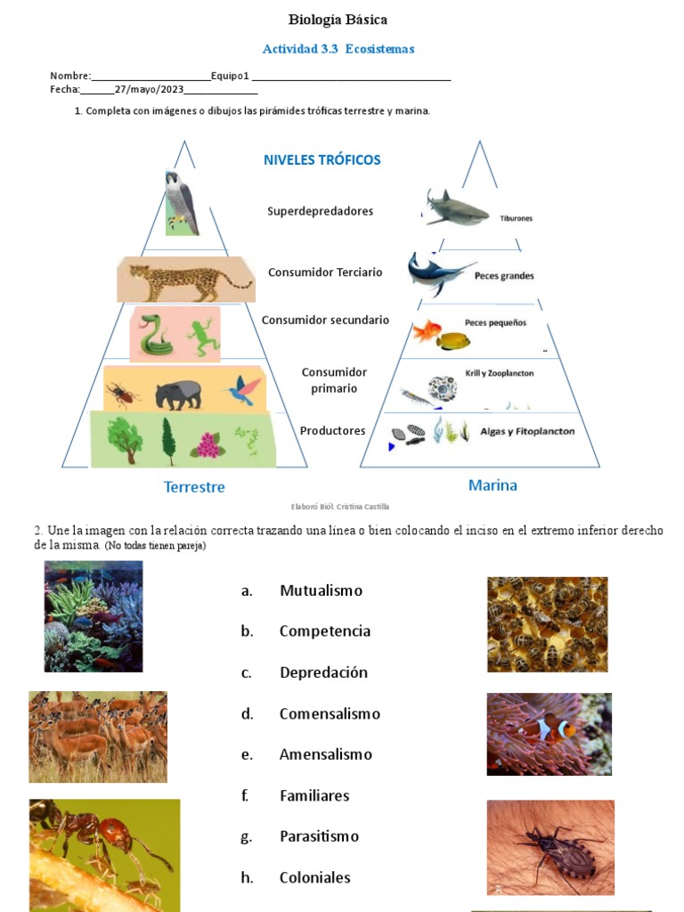 2IV09 Equipo1 Los Biológos Act3 3 | PDF | Red alimentaria | Ecosistema