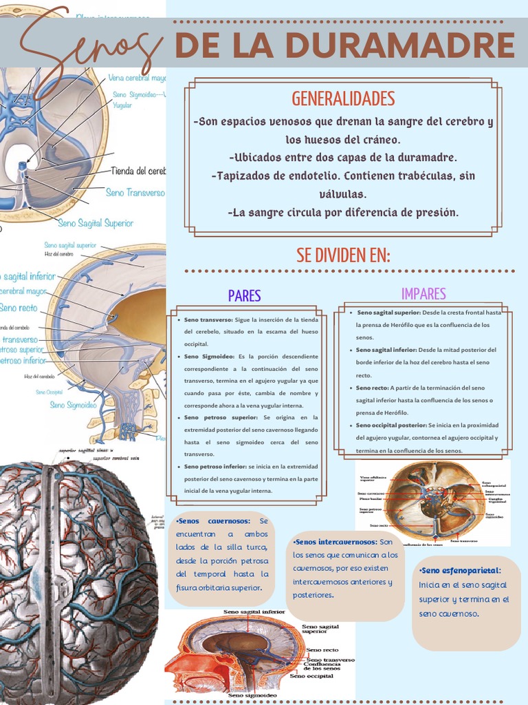 Senos De la Duramadre | PDF | Angiología | Anatomía humana