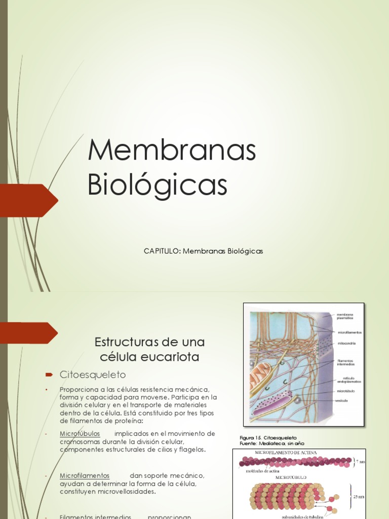Membranas - Biologicas | PDF