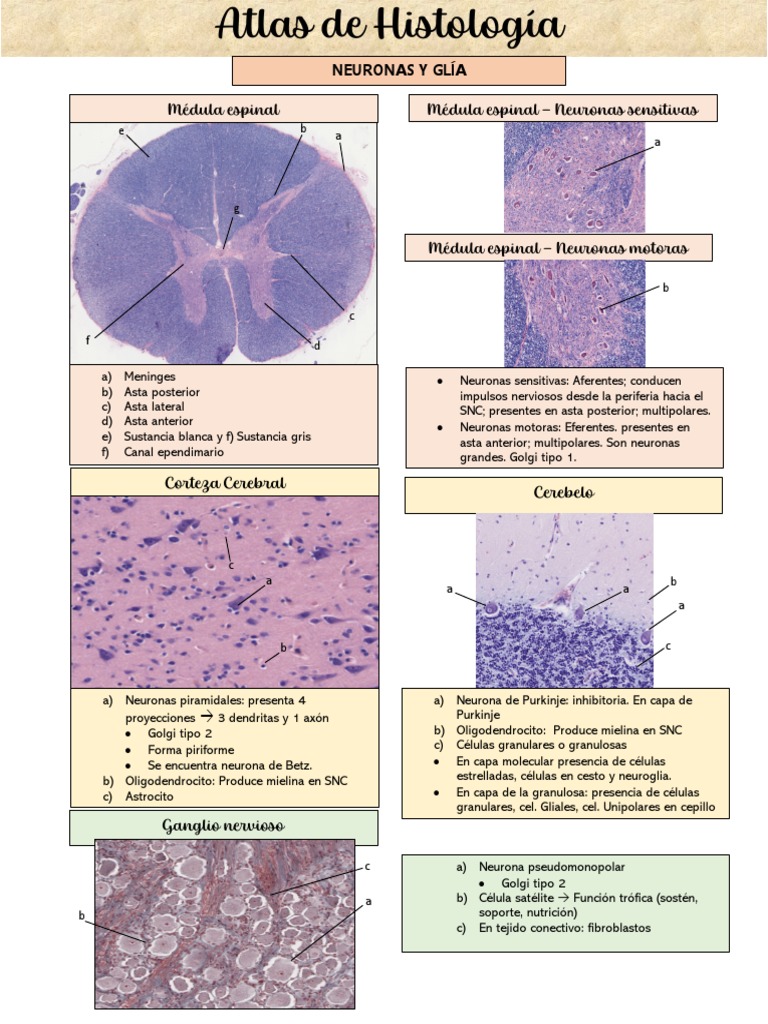 Histología del Cerebelo y Médula Espinal | PDF | Cerebelo | Neurona