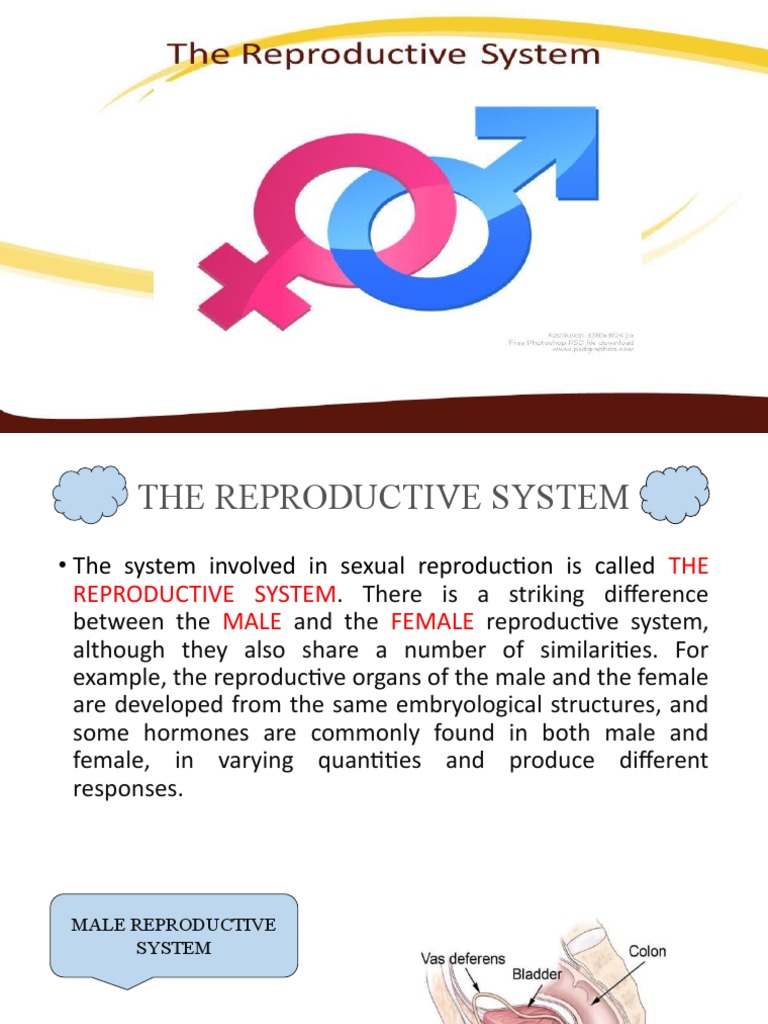 Reproductive System | PDF | Reproductive System | Testicle