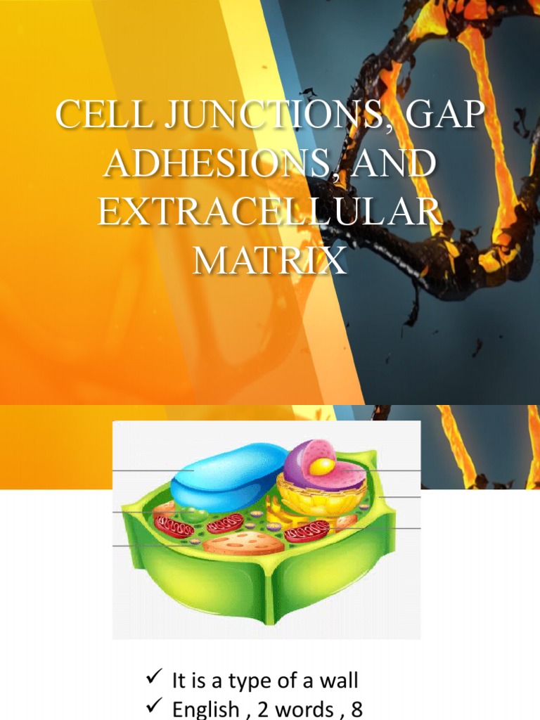 Cell Junctions, Gap Adhesions, and Extracellular | PDF | Cell Signaling | Extracellular Matrix