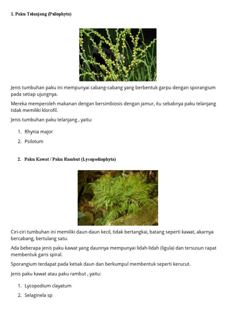 Gambar Tumbuhan Paku | PDF