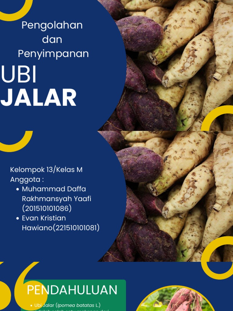 Kelompok 13 P. Pasca Panen Ubi Jalar | PDF