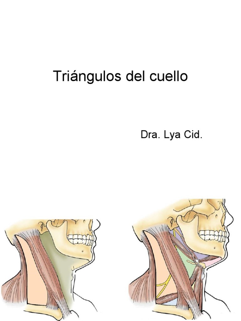Siiii - 05 - Triángulos Del Cuello | PDF | Anatomía humana | Cabeza y cuello humanos