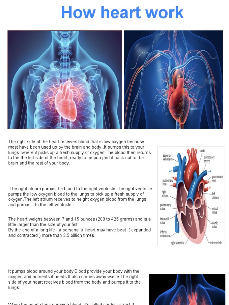 Heart | PDF | Heart | Artery