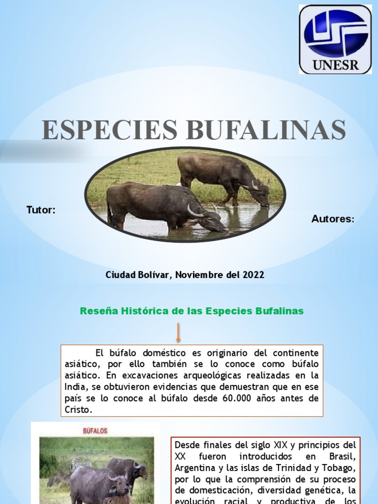 Buffalo | PDF