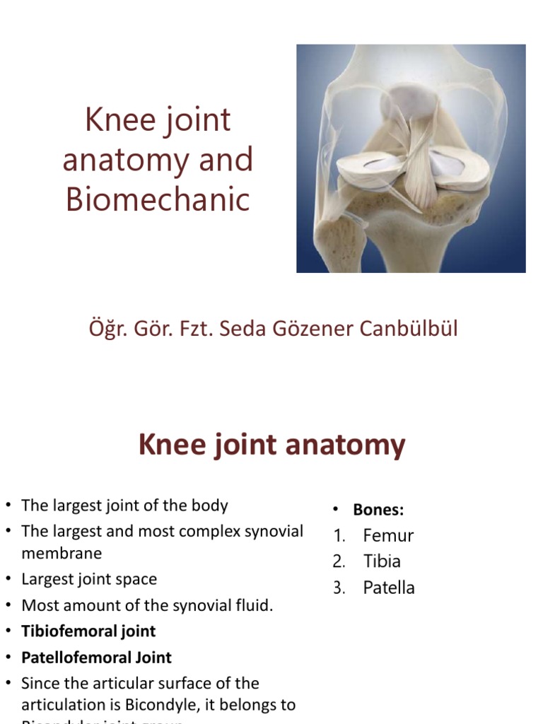Knee Joint Anatomy and Biomechanics | PDF | Knee | Anatomical Terms Of ...