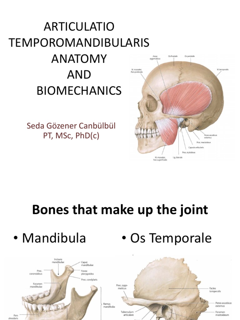 TMJ Anatomy and Biomechanics-14 | PDF | Skeletal System ...