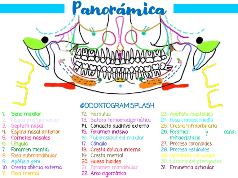Imagenelogía 1 - Odontogram.splash | PDF