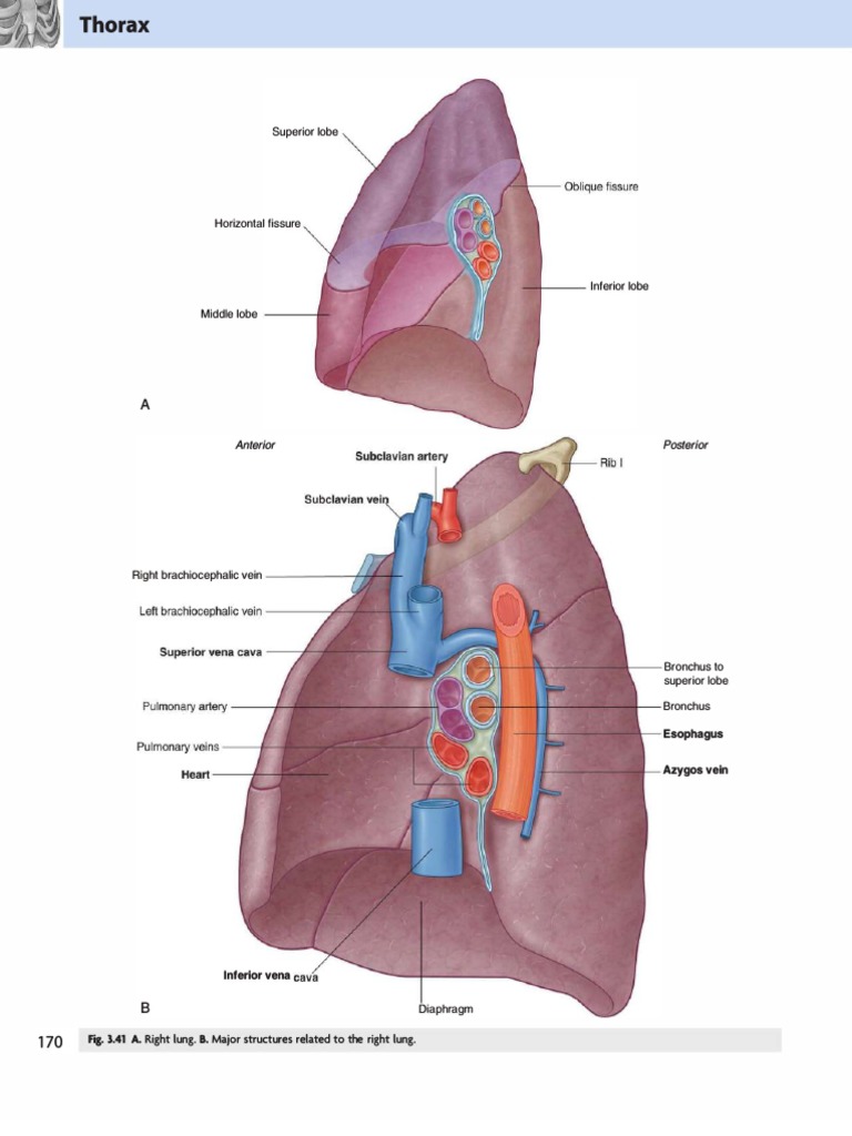 Greys-Anatomy-Student (1) - Compressed | PDF | Lung | Thorax