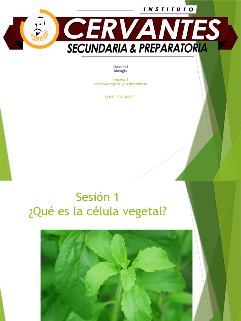 BIOLOGÍA-La Célula Vegetal y La Fotosíntesis | PDF | Plantas | Fotosíntesis