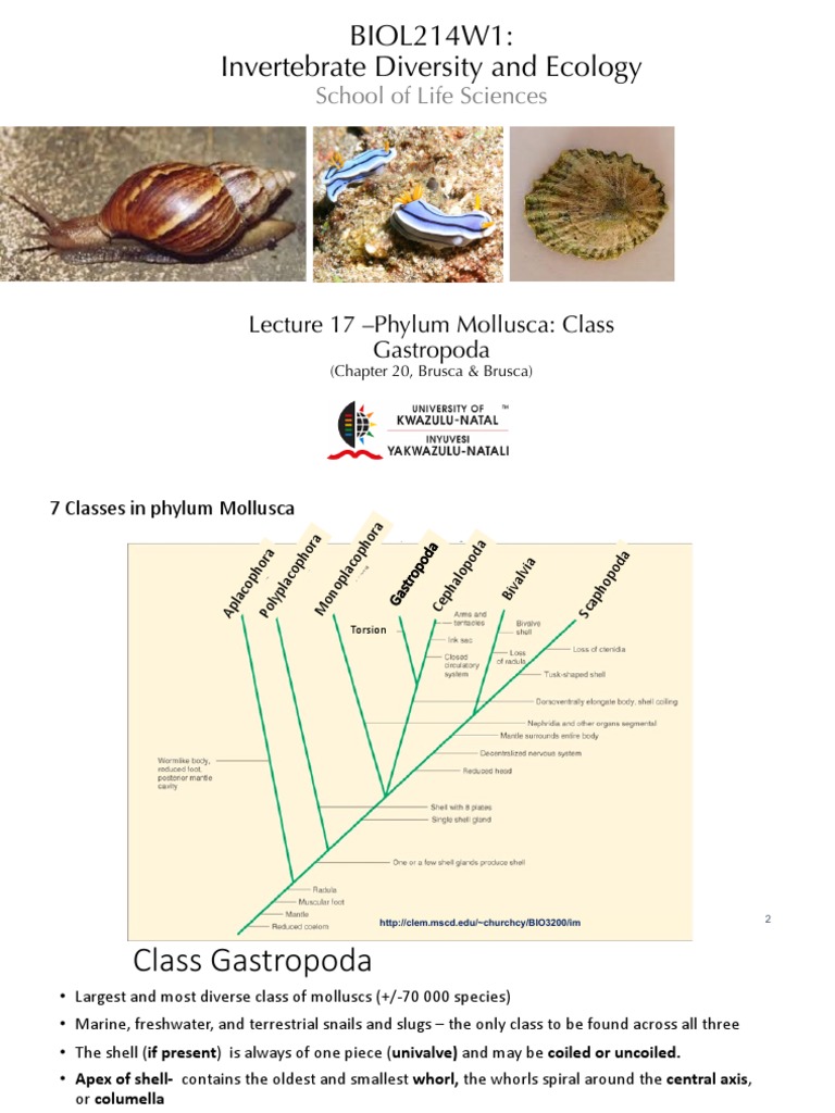 Lecture 17 - Mollusca - Class Gastropoda | PDF
