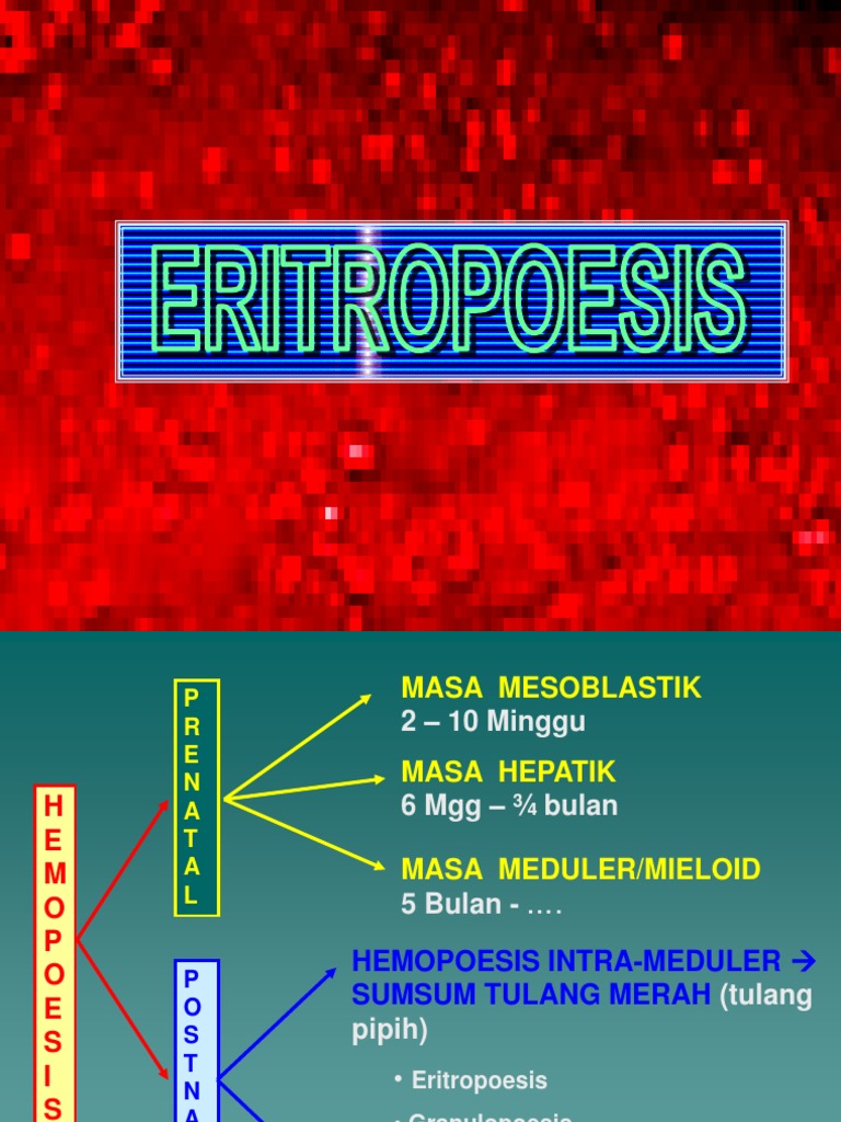 ERITROPOESIS | PDF