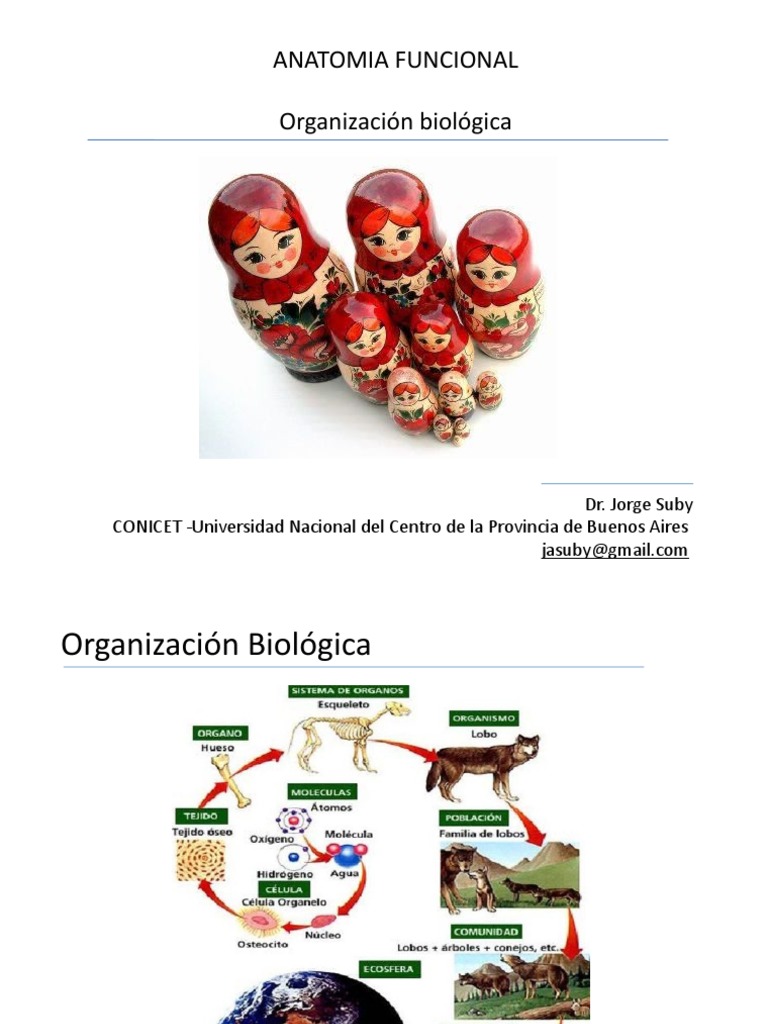 Clase 3. Organizacion Biologica y Nociones Basicas de Biologia Celular | PDF | Nucleo celular | Adn