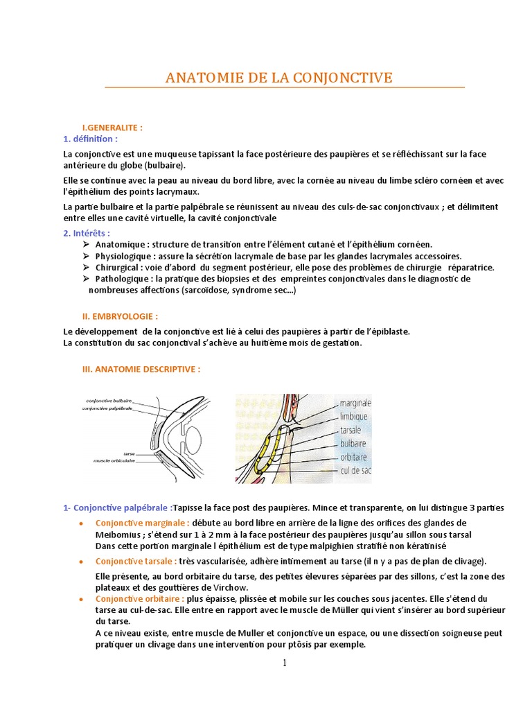 Anatomie de La Conjonctive | PDF | Épithélium | Nerf