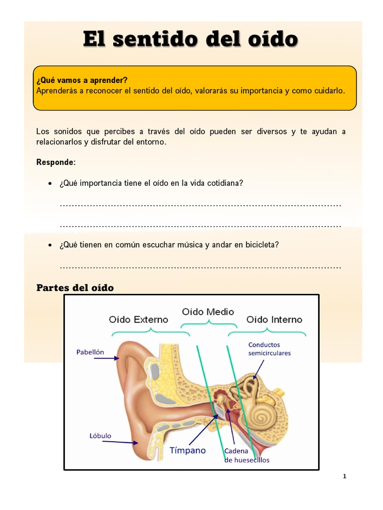 El Sentido Del Oído | PDF