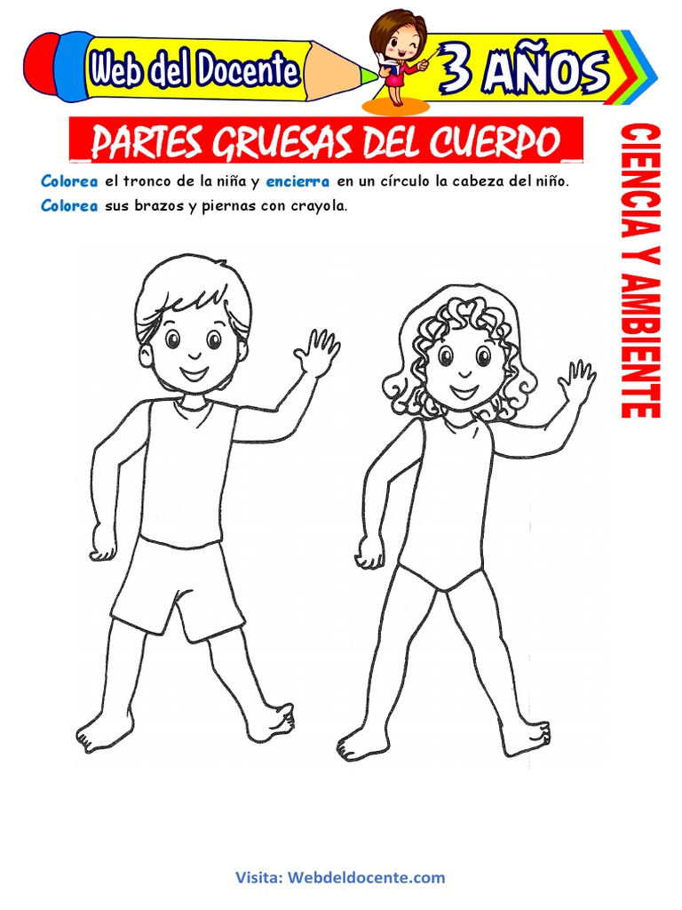 Partes Gruesas Del Cuerpo Pdf