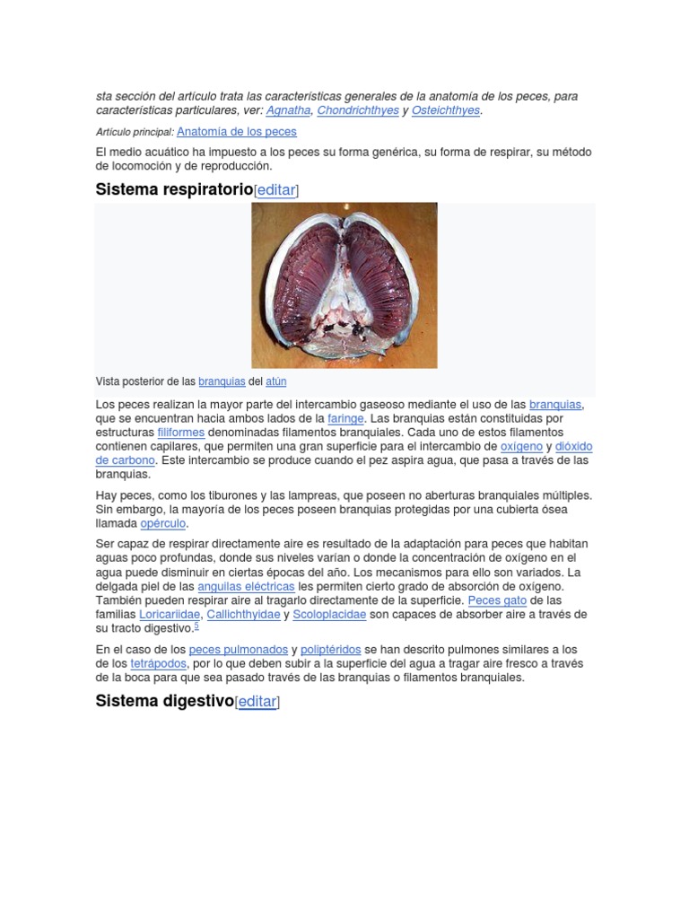 Anatomía y sistemas de los peces | PDF | Pescado | Branquia