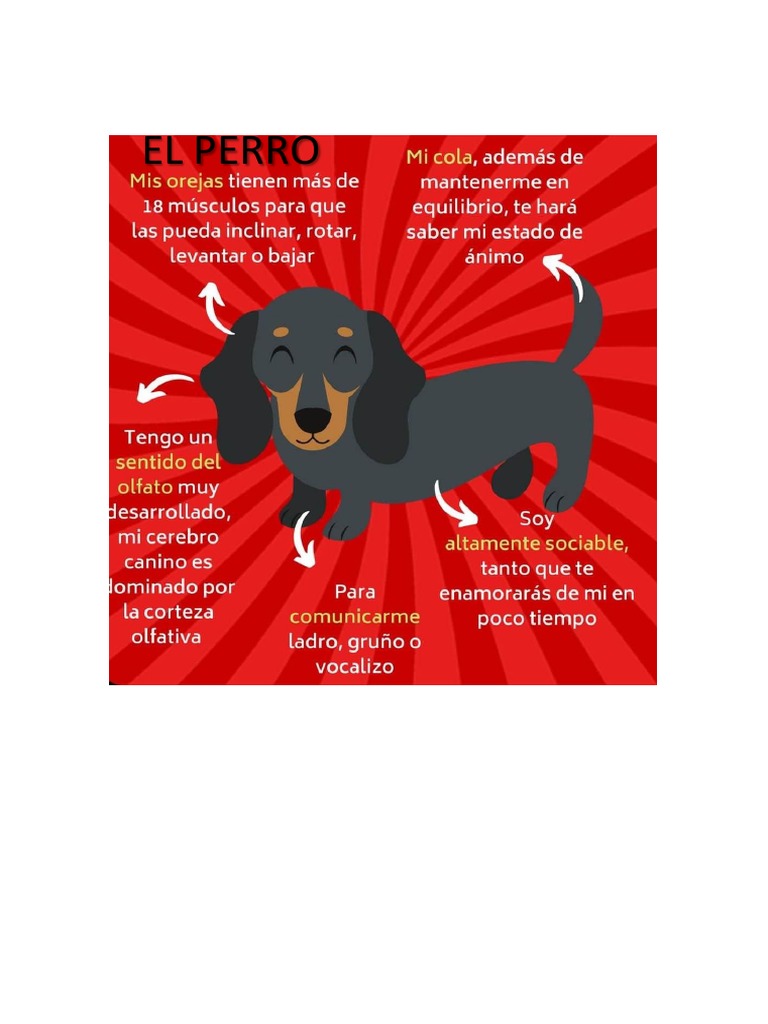 Infografia El Perro | PDF