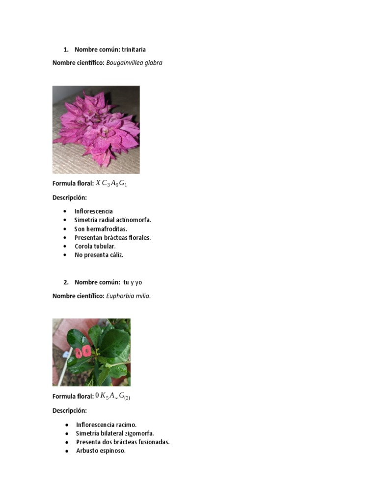 Descripcion Botanica de Flores | PDF | Flores | Plantas