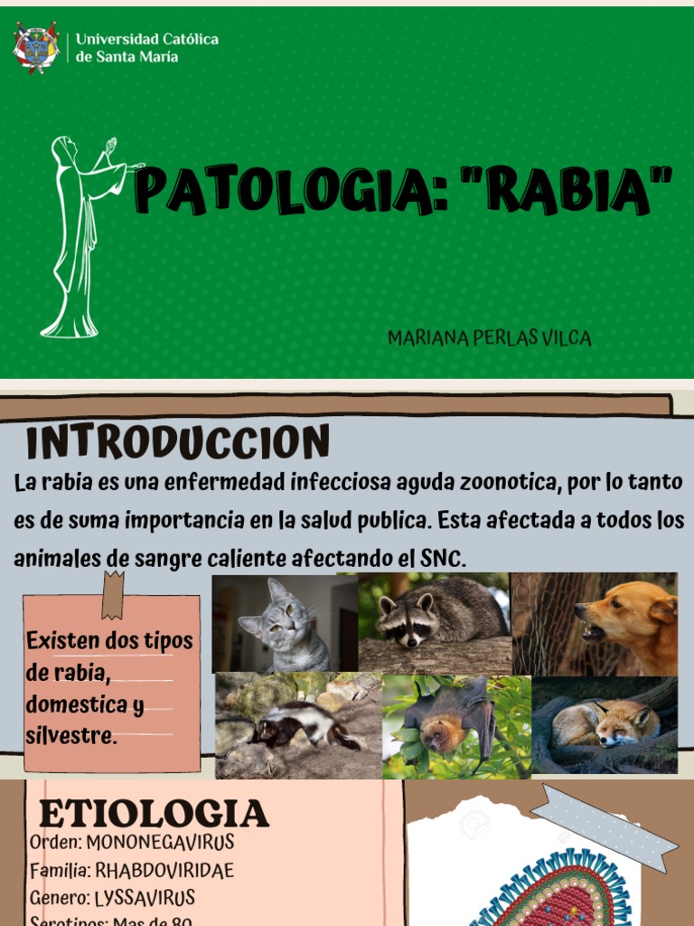 Virus de La Rabia-Patologia | PDF | Rabia | Virus