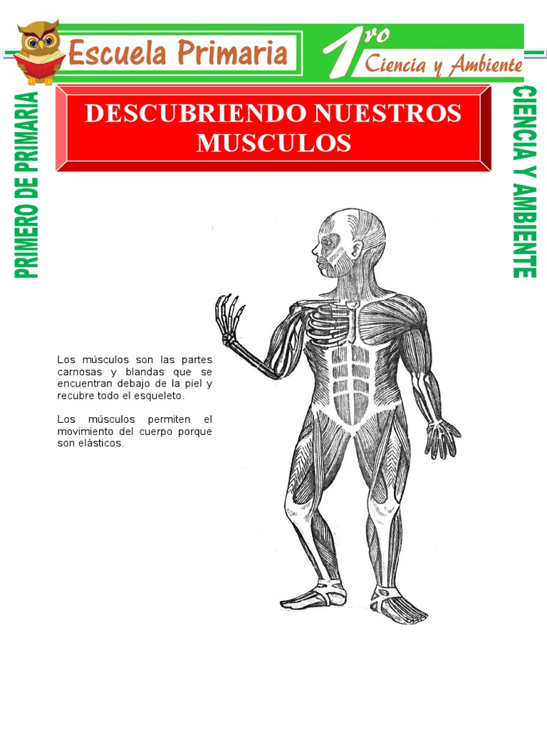 Descubriendo Nuestros Musculos para Primero de Primaria | PDF