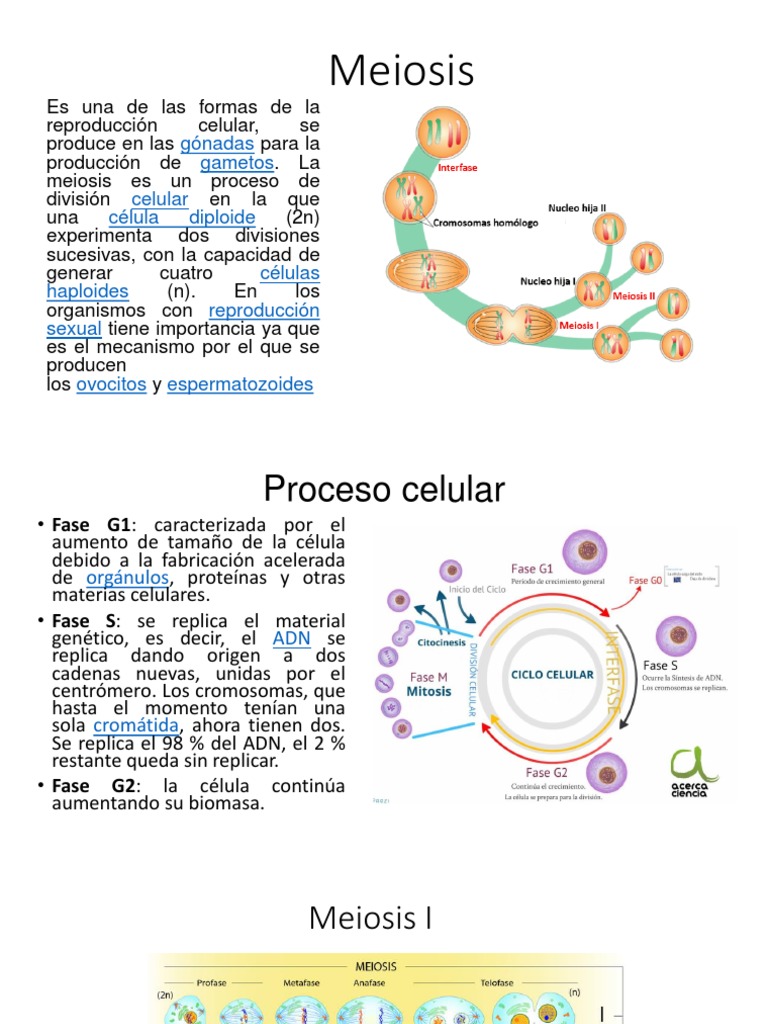 Meiosis Telofase II | PDF | Mitosis | Mitosis