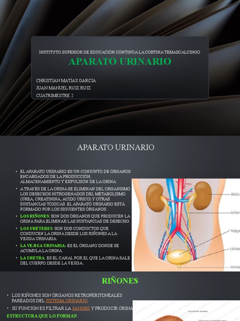 Aparato Urinario | PDF | Riñón | Sistema urinario