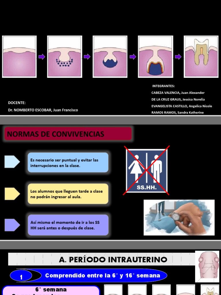 Etapas de la Dentogénesis y Dentición | PDF | Dentina | Esmalte de dientes