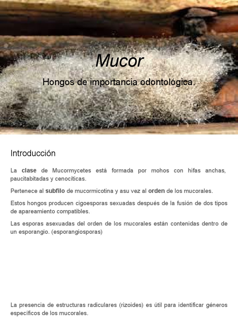 Mucor y su impacto en mucormicosis | PDF | Hongo | Molde