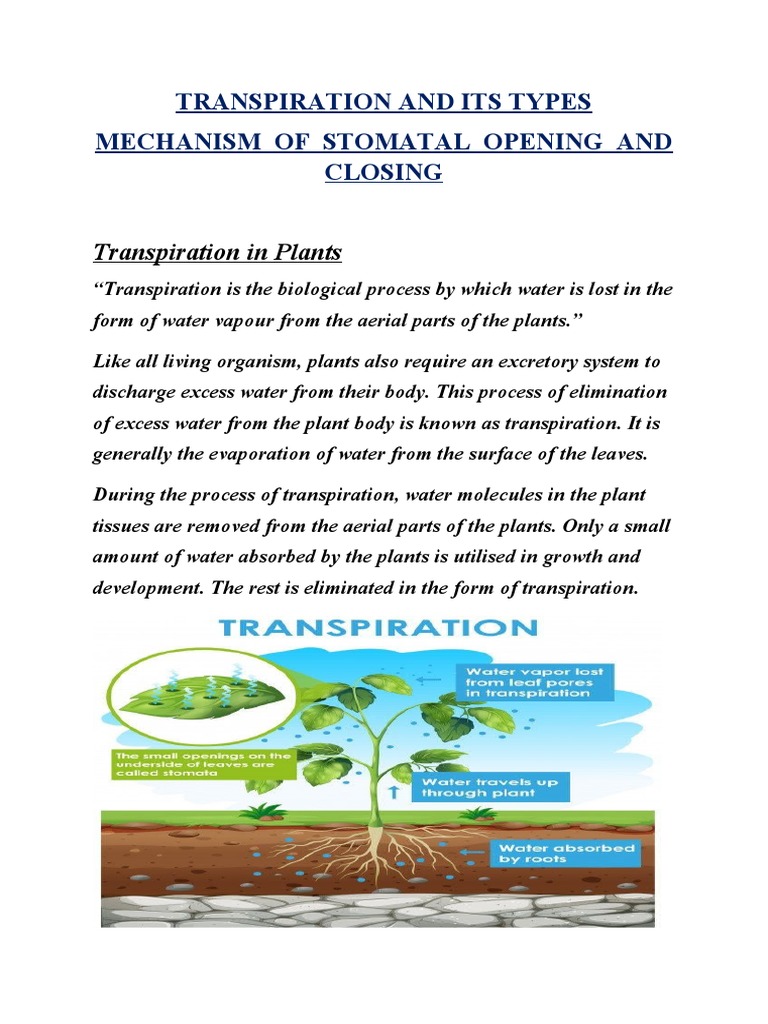 Transpiration and Its Types | PDF | Stoma | Leaf
