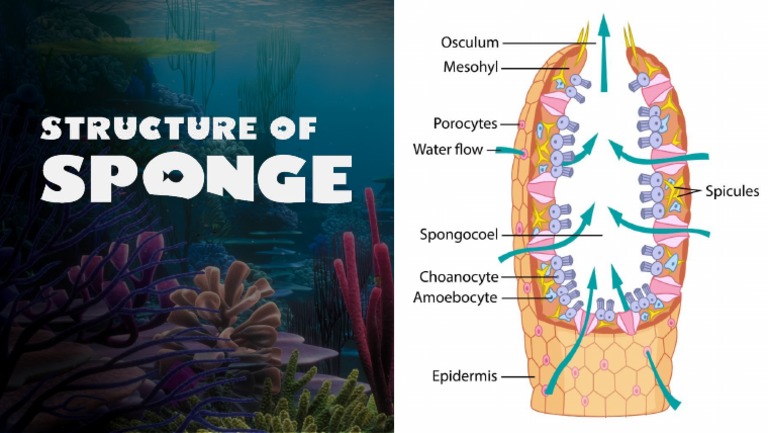 Structure of Sponge | PDF