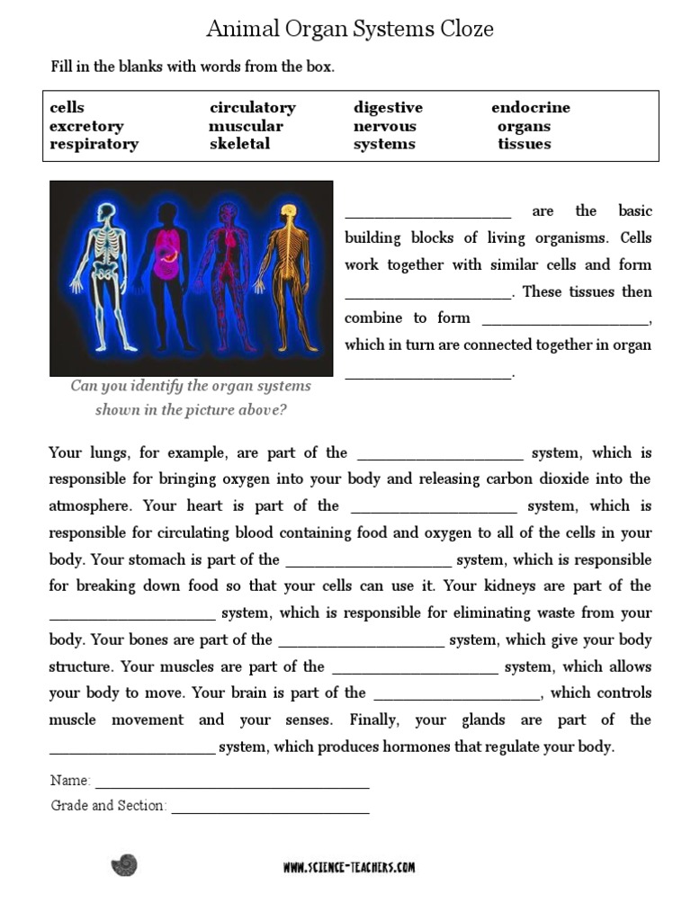 Organ Systems Cloze | PDF