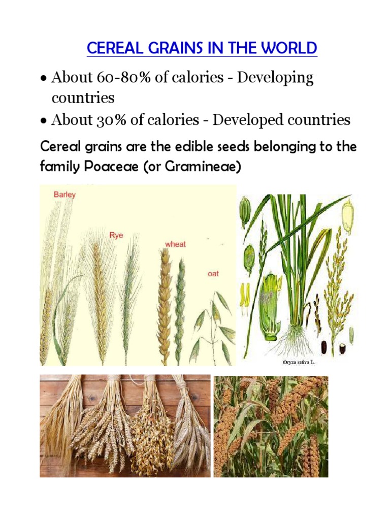 Intro To Cereals | PDF