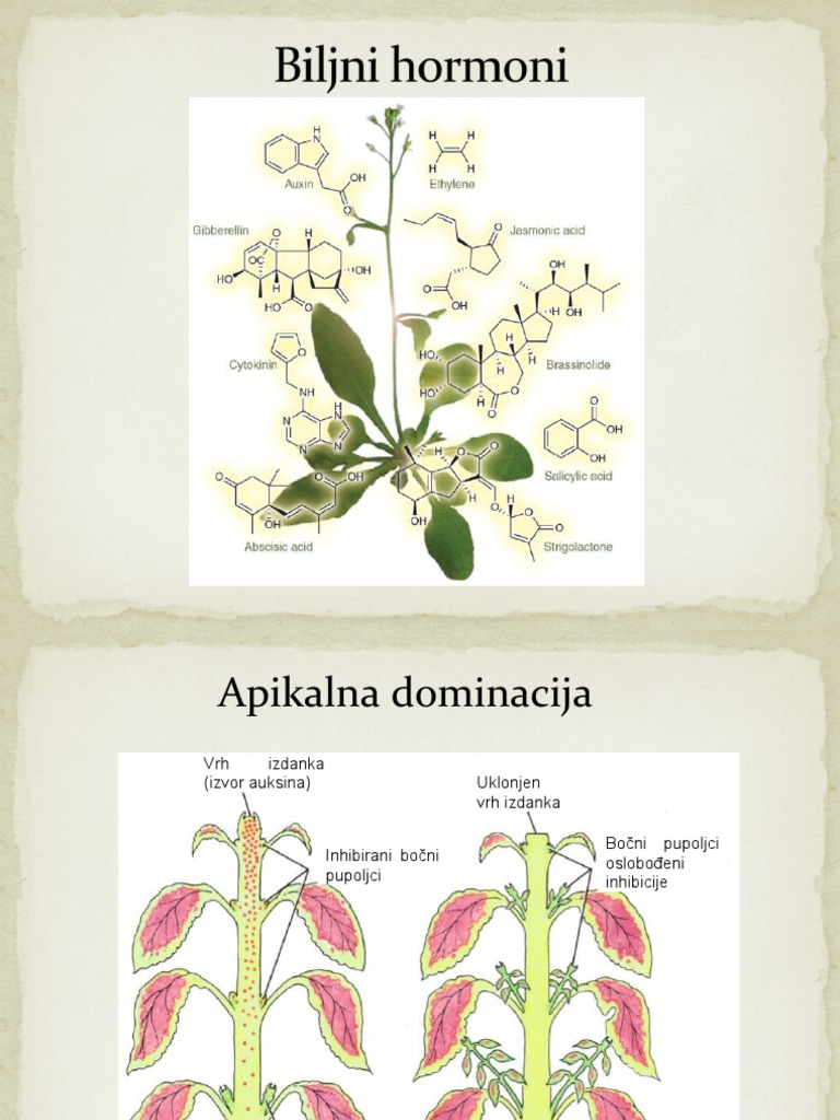 Biljni hormoni | PDF