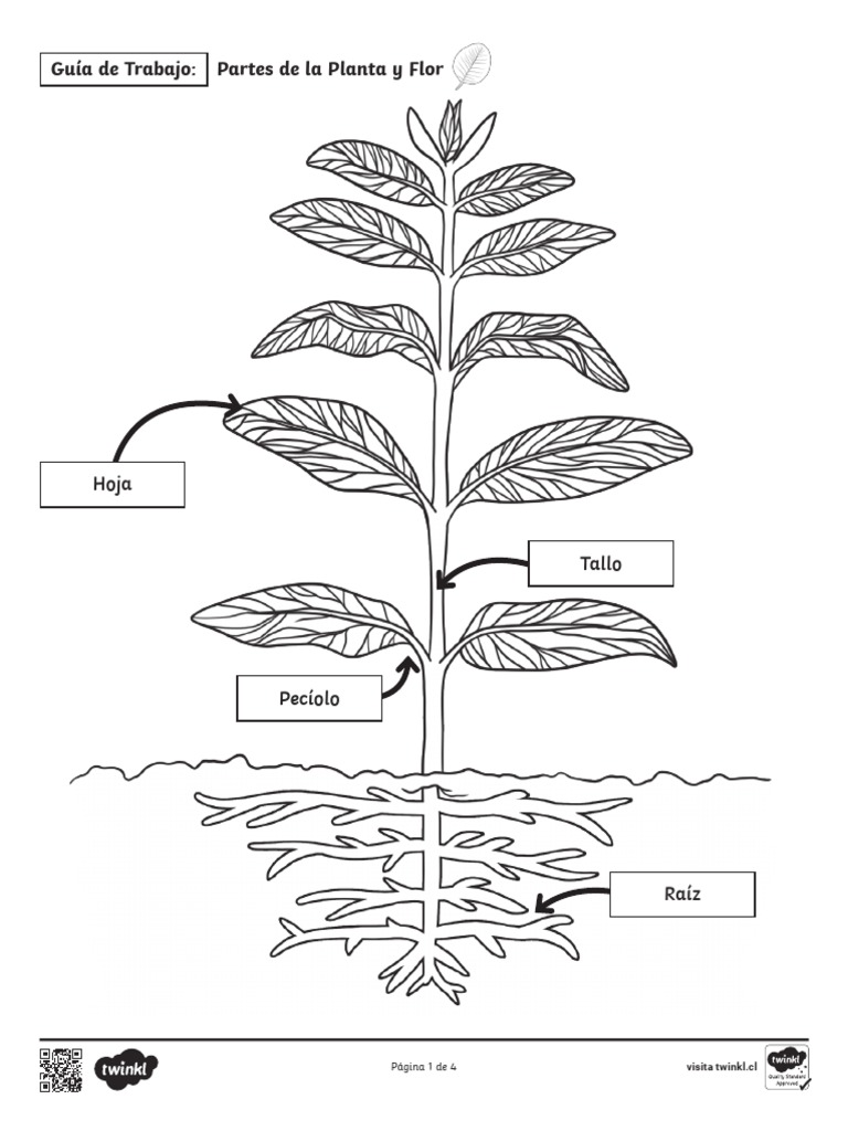Guia de Trabajo Partes de La Planta y Flor | PDF