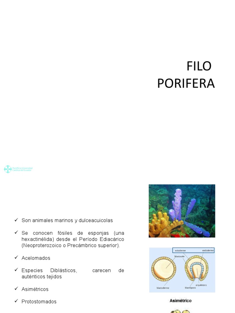FILO Porifera | PDF | Esponja | Organismos