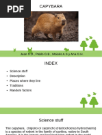Capybara Life Cycle Overview | PDF | Biology | Zoology