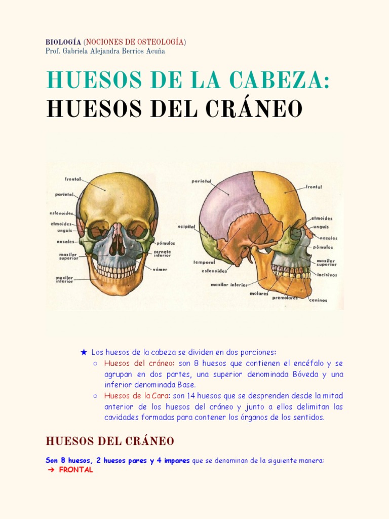 Huesos De La Cabeza Pdf Cabeza Y Cuello Humanos Anatomía Humana