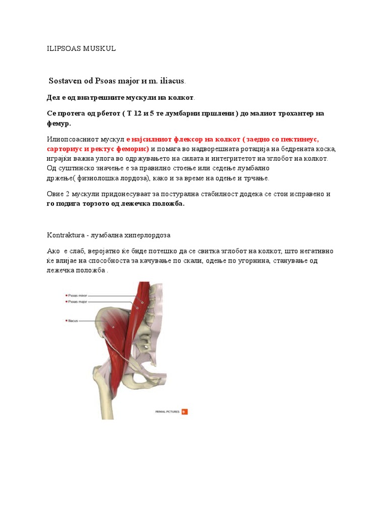 Ilipsoas Muskul | PDF