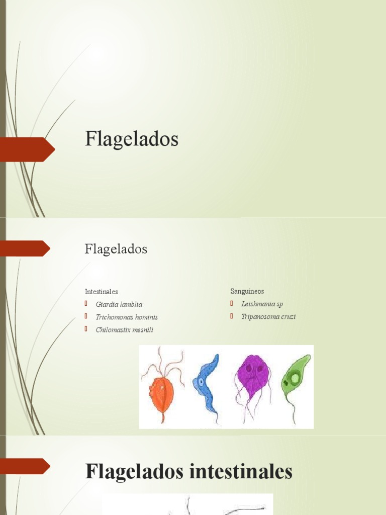 Flagelados -parte 1 | PDF
