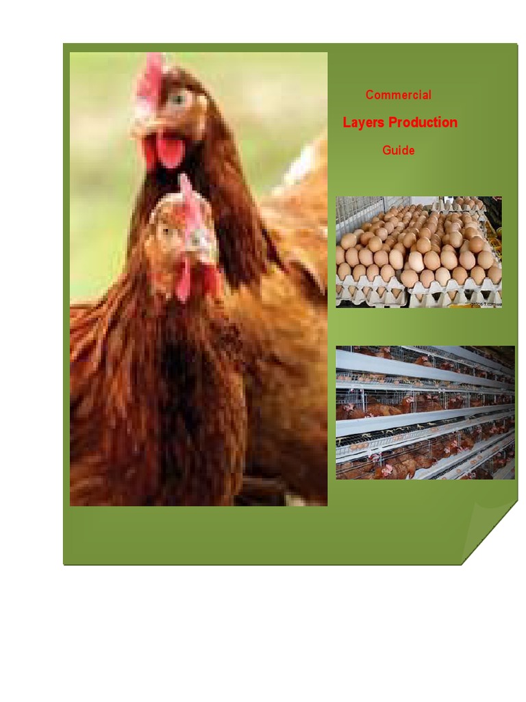 Commercial_Layers_Production_Guide | PDF | Chicken | Poultry Farming