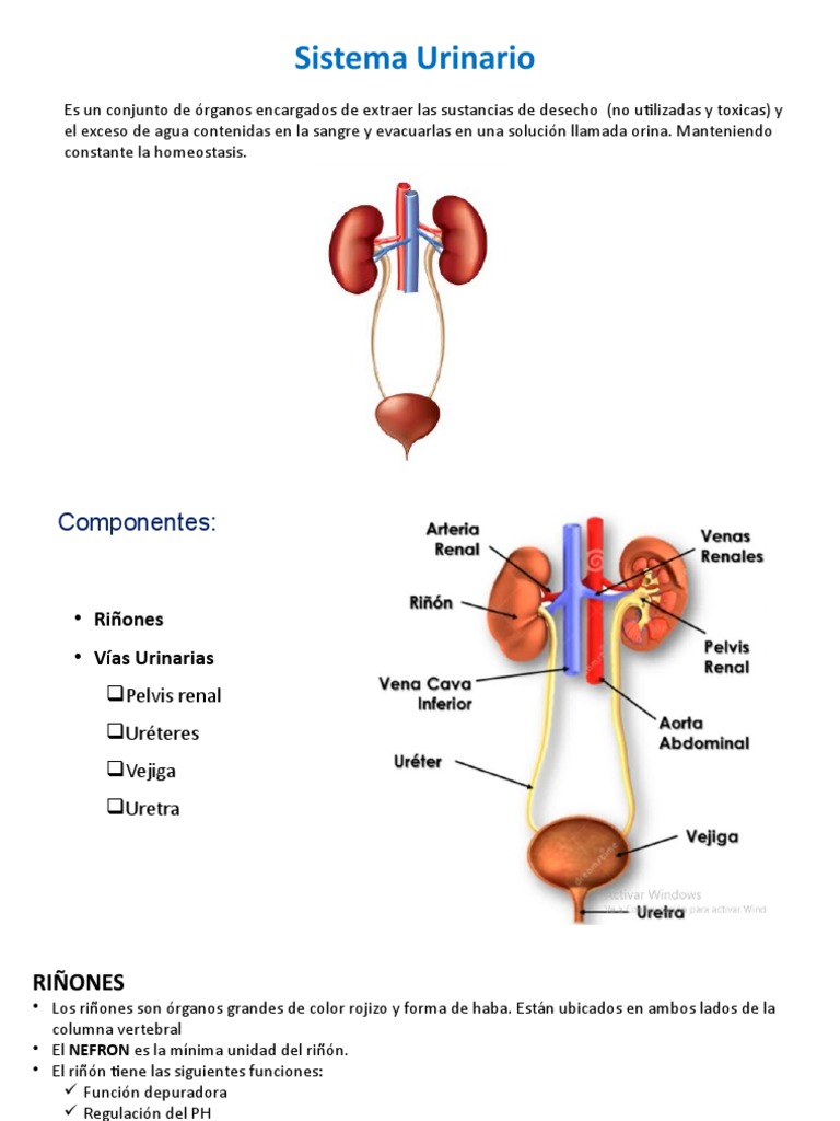 Sistema Urinario | PDF | Sistema urinario | Riñón