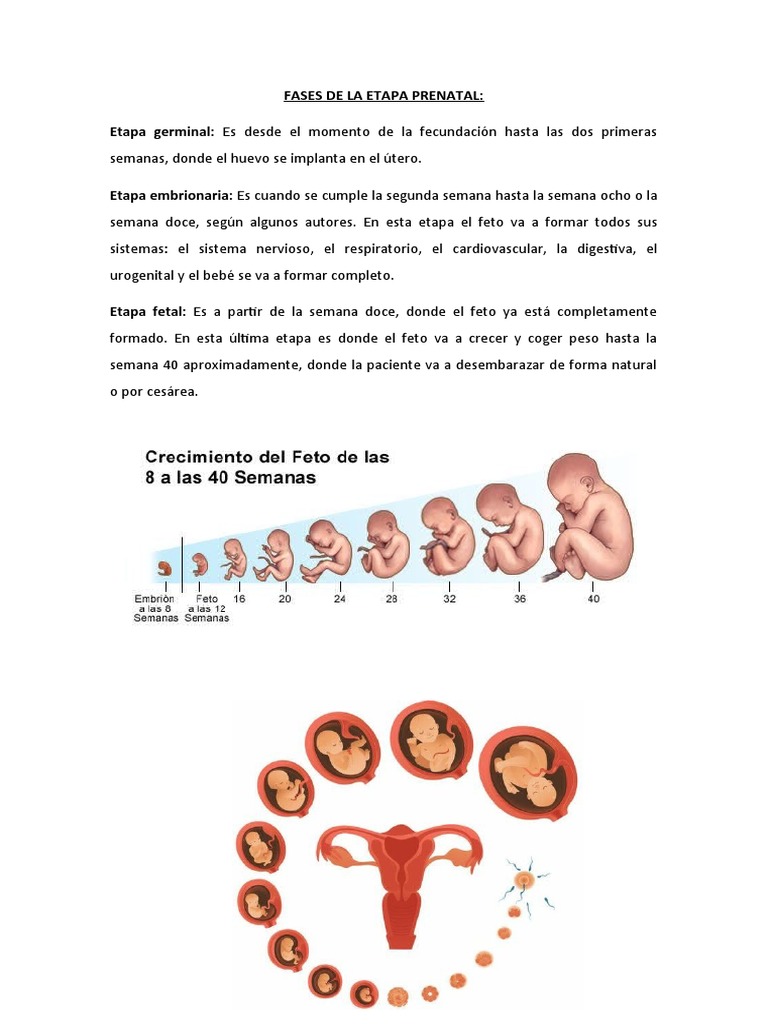 Fases del Desarrollo Prenatal | PDF | Feto | Teoria de la mente