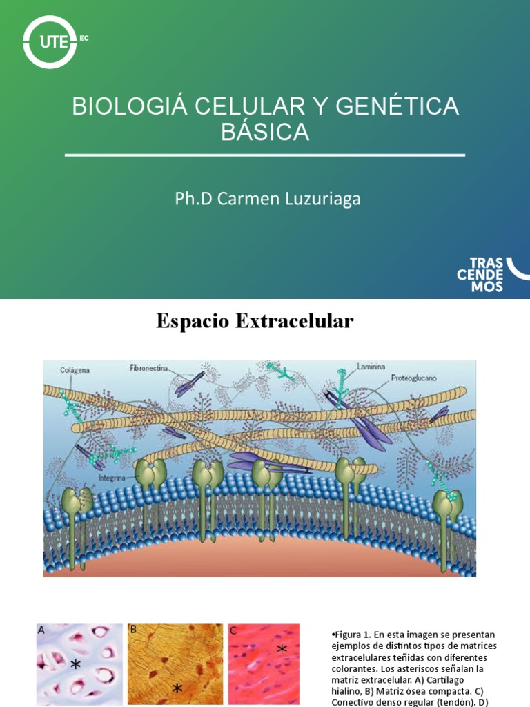 Unidad 11 Matriz Extracelular Descargar Gratis Pdf Colágeno La