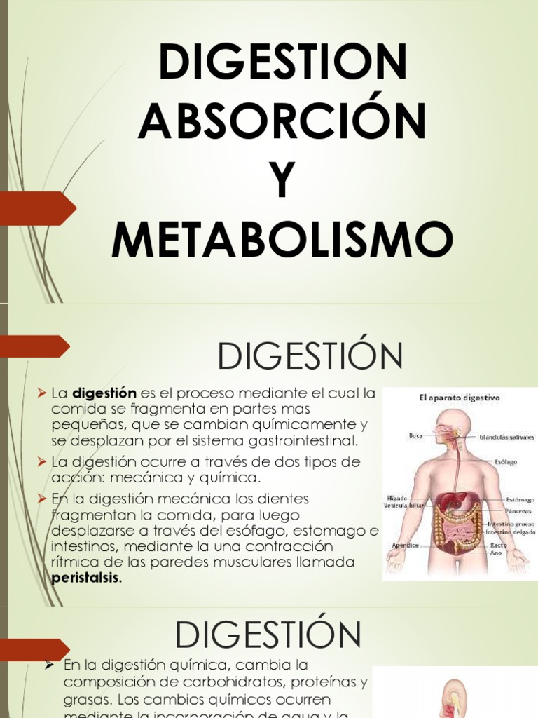 Tema2.digestion, Absorcion, Metabolismo | Descargar gratis PDF ...