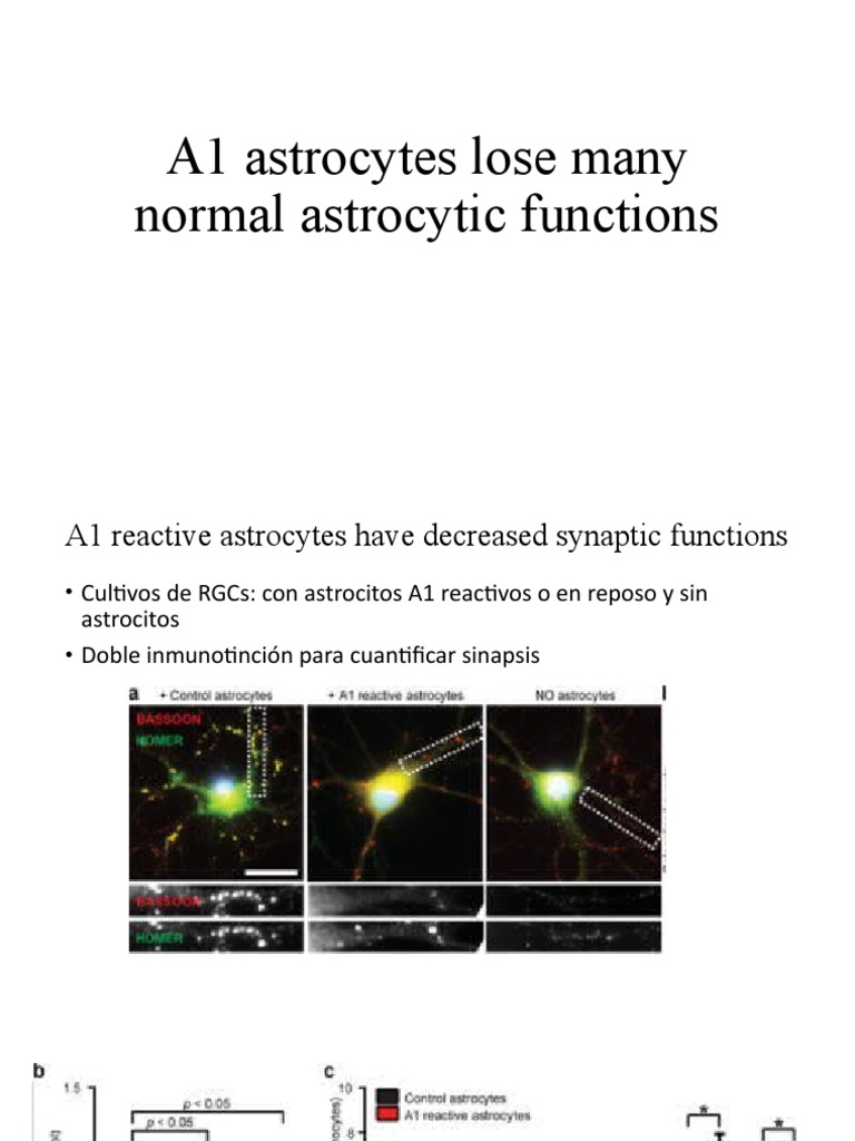 A1 Reactive Astrocytes and Synaptic Functions | PDF